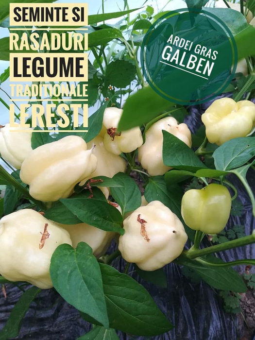 ARDEI GRAS 3 soiuri :: legumetraditionale.ro